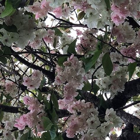うこん桜鬱金桜