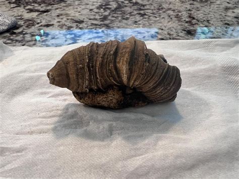 Fossil Dug Up On A Farm In Northern Il About 3 Inches Long R Fossilid