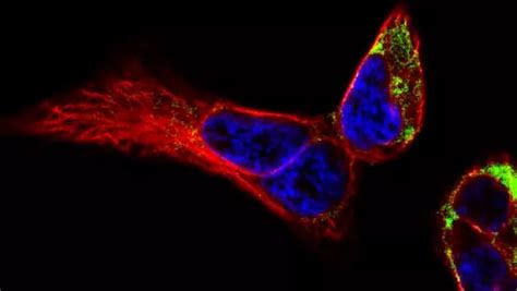 Functional Cell Analytics Center Hochschule Bonn Rhein Sieg H Brs