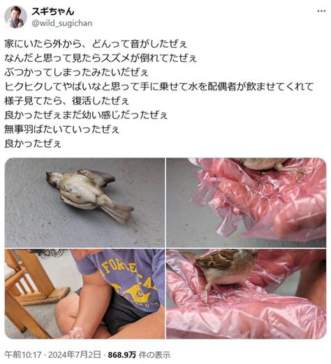 スギちゃん「スズメが倒れてたぜぇ」「無事羽ばたいていったぜぇ 良かったぜぇ」 家にぶつかって倒れたスズメを救う ｜ ガジェット通信 Getnews
