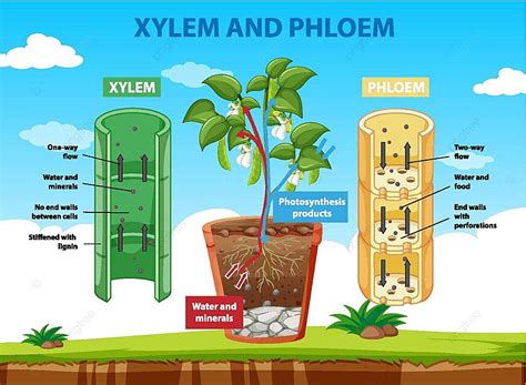Tree Xylem And Phloem Diagram