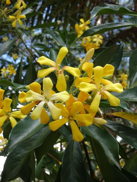 Native Frangipani Australian Plants