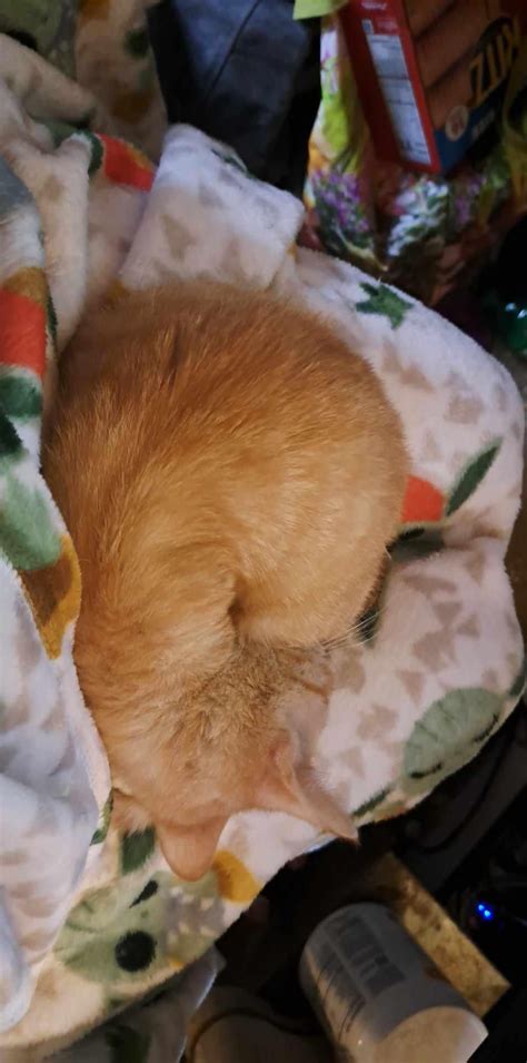 My Cuddle Buddy Rkittens
