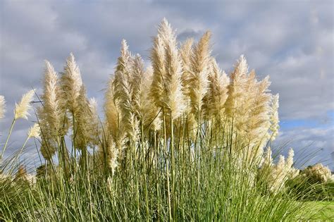 Herbs Of Pampa Plants Pampas Free Photo On Pixabay Pixabay