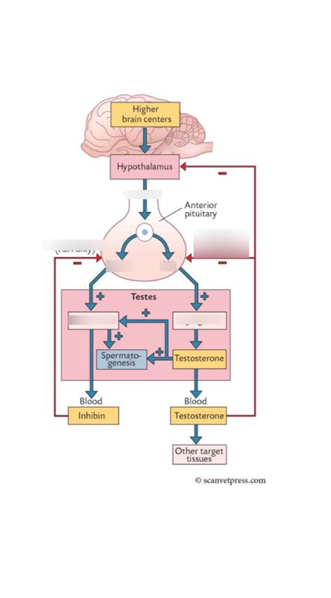 Male Reproductive Endocrine Axis Diagram Quizlet
