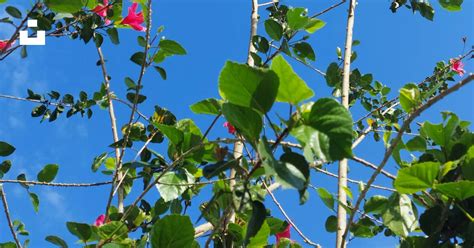 푸른 하늘을 배경으로 분홍색 꽃과 녹색 잎이 있는 나무 사진 Unsplash의 무료 초상 이미지