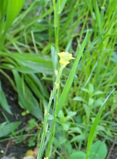 道端の植物だけど 44カキネガラシ 山想花sansoukaブログ