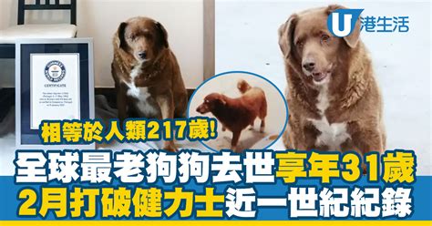 全球最老狗狗去世享年31歲！2月打破健力士紀錄相等於人類217歲 Uhk 港生活