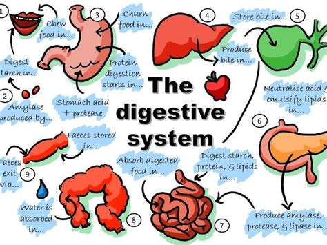 Digestive System Revision Colouring Teaching Resources