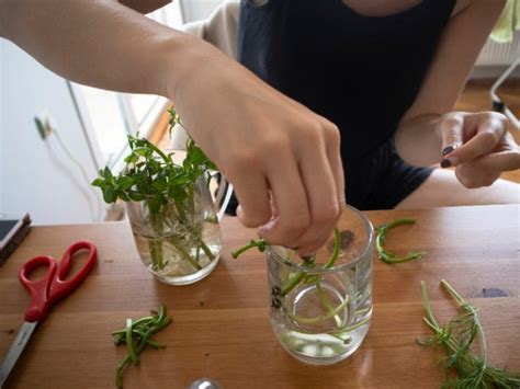 Como Reproducir Menta