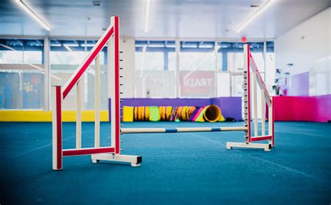 Dog Training Classes Tucson Agility Scent Work Puppy Classes