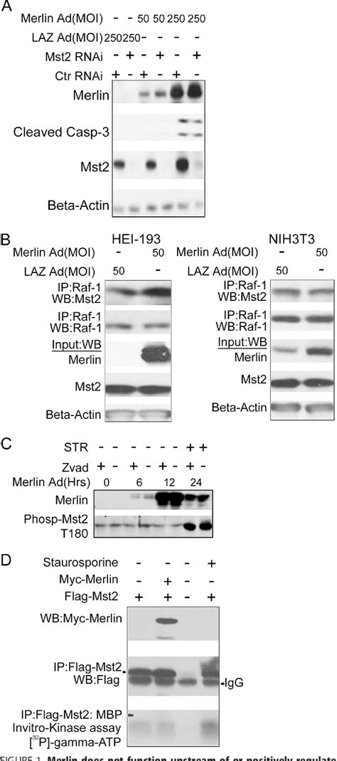 Figure 1 From Mammalian Ste20 Like Kinase Mst2 Indirectly Supports