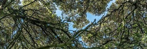Forestry Farm Tours Ireland