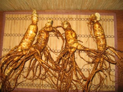 Корень женьшеня