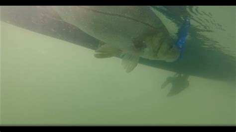 Cardume De Robalos Grandes Big Snook Pesca De Caiaque Kayak