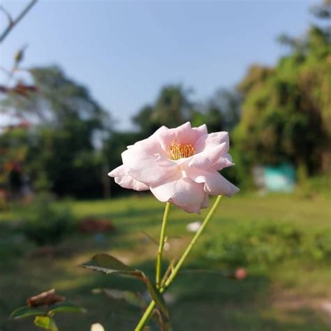 Realtime K Nature Flower Macro Edits Realtime K Threads