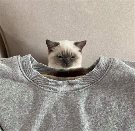 Cat With Confusing Auras On Twitter