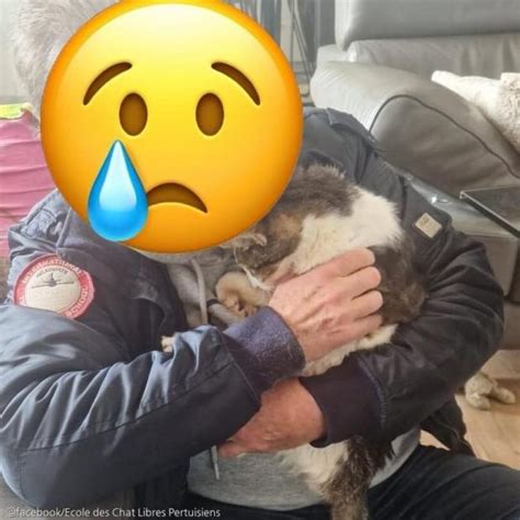 15년 전 잃어버린 고양이 다시 찾아 목숨 거두기 전 보호자와 마지막 포옹 네이트뷰