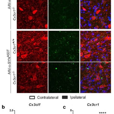 Fig Ure 3 A Syn Wt And A Syn A53t Overexpression Did Not Induce Cx3cl1