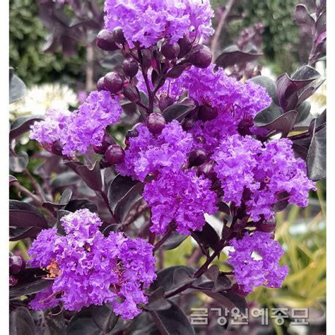 금강원예종묘