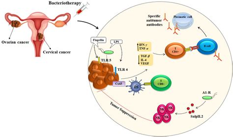 Activation Of The Innate And Adaptive Immune Response In The