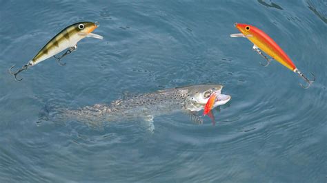 What Is The Best Color Rapala For Trout Fishing Trout Resource