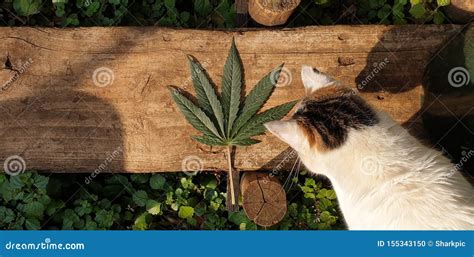 Catnip With Weed At Charlotte Stretton Blog