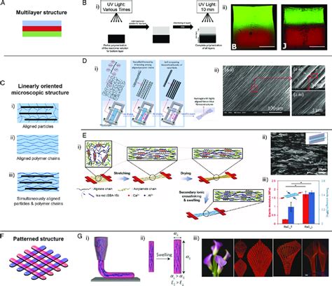 Hydrogel Based Artificial Muscle For Programmed Compositive Motion A