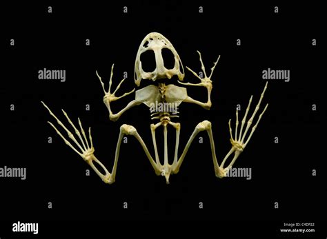 Frog Skeletal System Skull