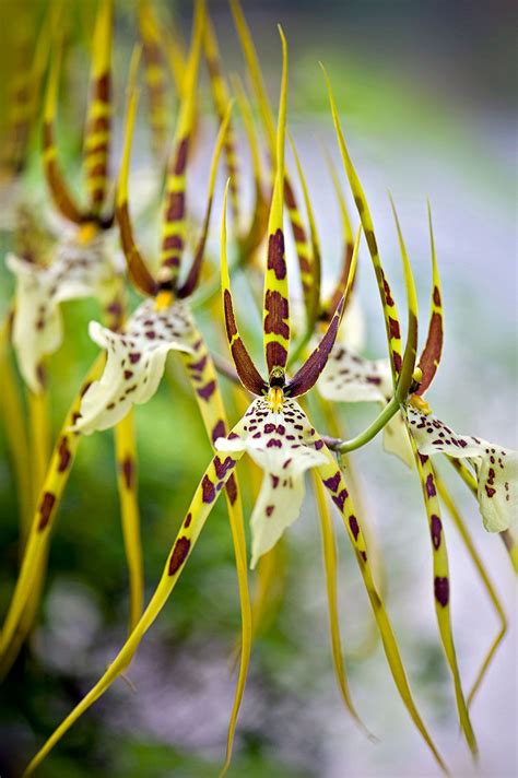 Spider Orchid Description Genera And Facts Britannica