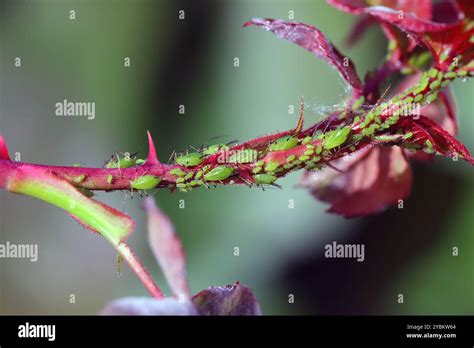 Large Rose Aphids Macrosiphum Rosae Colony Pests On A Rose Rosa