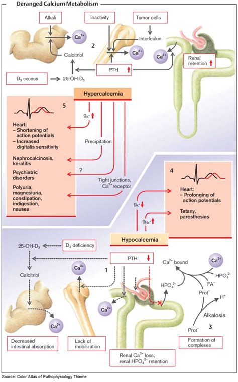 Drugs For Maintaining Calcium Homeostasis Manual Of Medicine