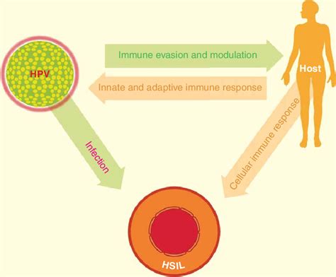 Interaction Between Virus And Host In The Natural History Of High Grade