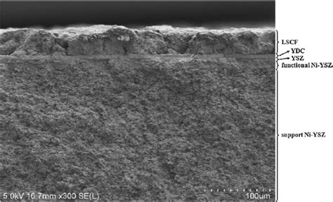 Scanning Electron Microscopy Sem Cross Section Image Of The Different