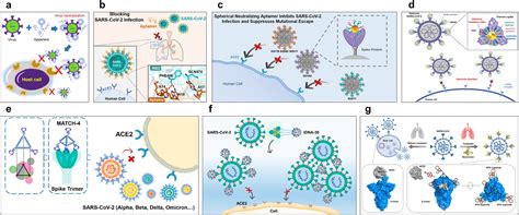 Aptamer‐based Strategies Against Sars‐cov‐2 Viruses Huang 2023