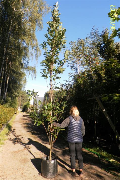 DĄb Warea Kindred Spirit Quercus Warei Kolumnowy 10996569817 Oficjalne Archiwum Allegro