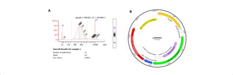 Generating Transposon Insertion Libraries In Gram Negative Bacteria For High Throughput