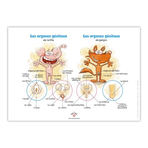 8 Schémas Anatomiques Des Organes Génitaux Posters Tirés Des Livres
