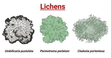 Lichen