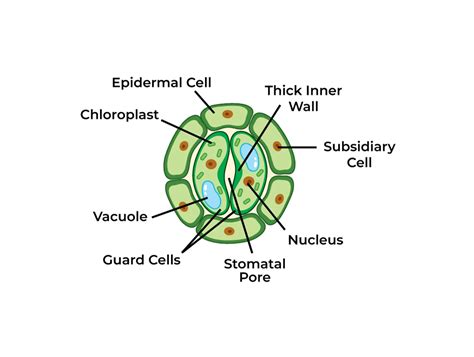 Epidermal Tissue System In Plants A Comprehensive Exploration