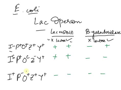 Solved In E Coli Cells Of The Following Genotypes Indicate Whether