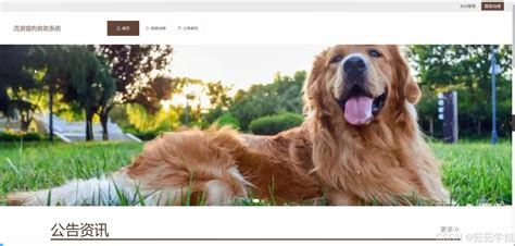 springboot毕设流浪猫狗救助系统程序 论文 部署 流浪猫狗救助系统论文 csdn博客