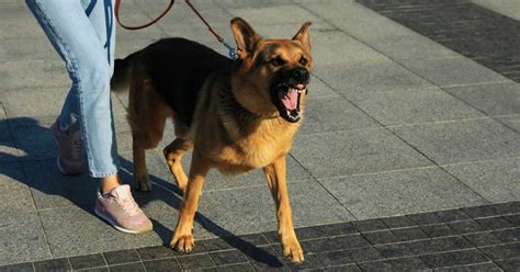 Best Cbd For Dog Aggression Paw Origins