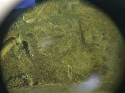 Hash Plate Fossil Id The Fossil Forum