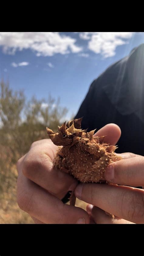 🔥 Thorny Devil Northern Territory Australia 2nd Image In Comments 🔥