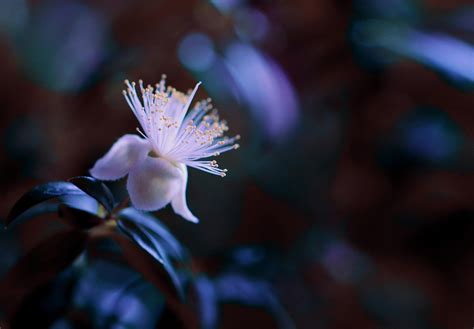 200 000 Free Myrtle Tree And Tree Images Pixabay