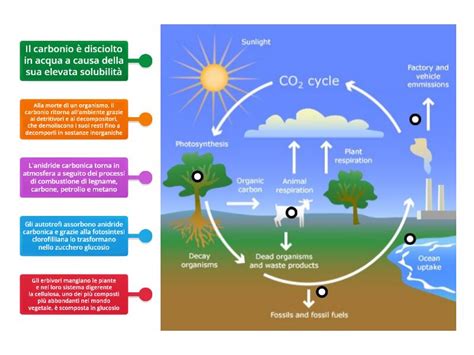 Ciclo Del Carbonio Labelled Diagram