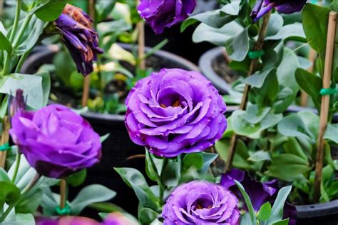 Lisianthus Plant Care And Growing Guide