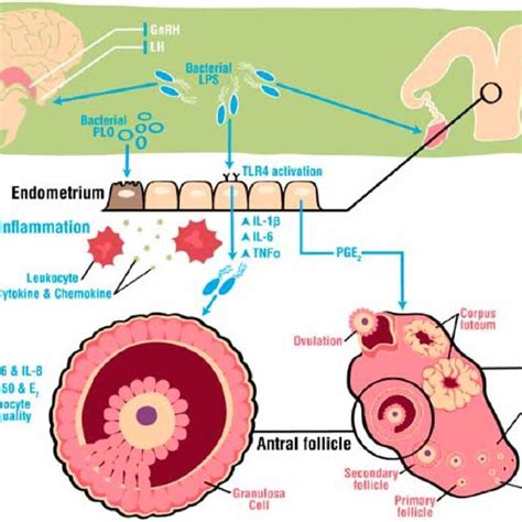 Schematic Representation Of The Redundancies Between Toll Like Receptor Download Scientific