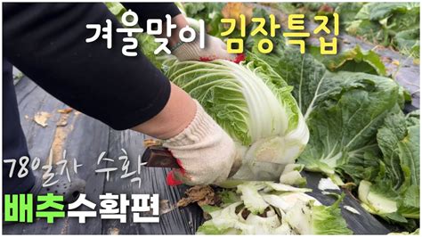 배추 수확 이렇게 해야 나중에 김장하기 편합니다 김장배추 수확시기 수확적기 수확방법 Youtube
